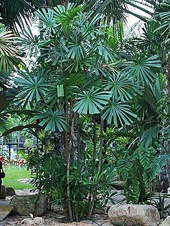 Licuala spinosa - Palmpedia - Palm Grower's Guide