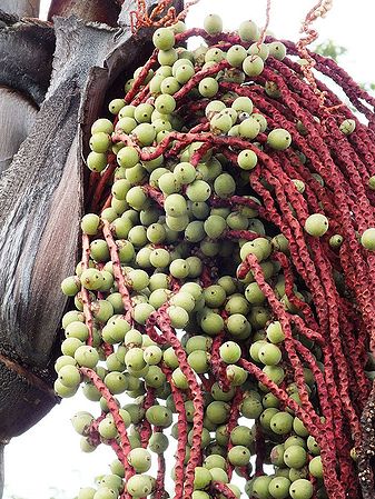 Oenocarpus bacaba - Palmpedia - Palm Grower's Guide