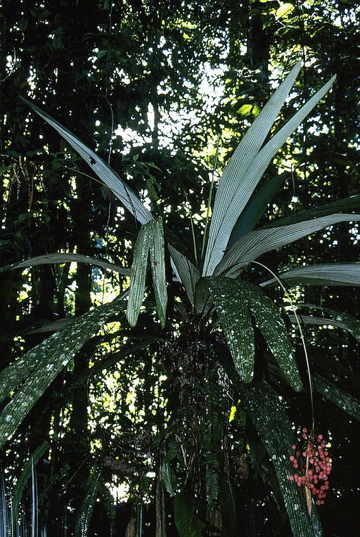 Sommieria leucophylla - Palmpedia - Palm Grower's Guide