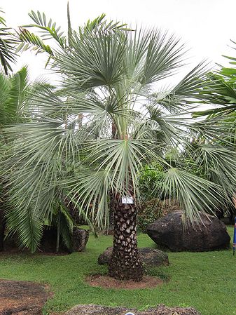 Livistona alfredii - Alchetron, The Free Social Encyclopedia