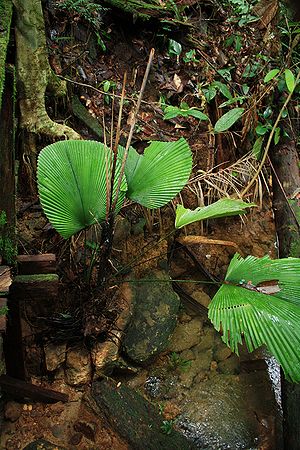 Licuala orbicularis - Palmpedia - Palm Grower's Guide