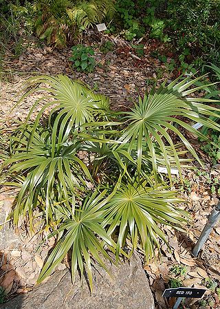 Brahea moorei - Palmpedia - Palm Grower's Guide