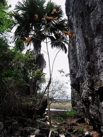 Tahina spectabilis - Palmpedia - Palm Grower's Guide