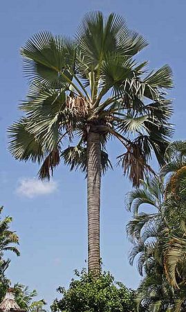 Borassus aethiopum - Palmpedia - Palm Grower's Guide