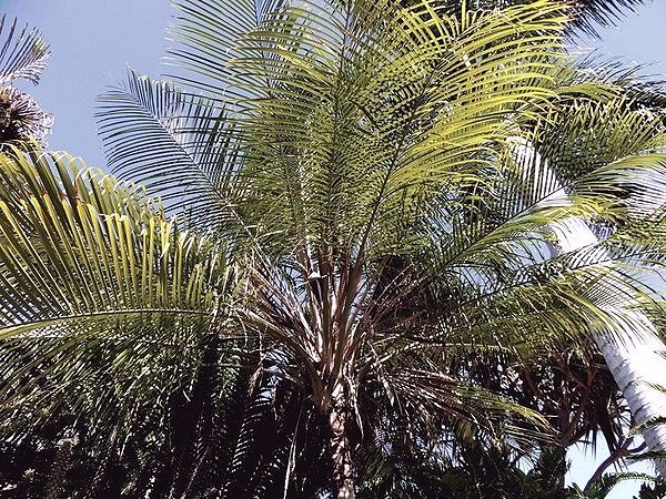 Ravenea glauca - Palmpedia - Palm Grower's Guide