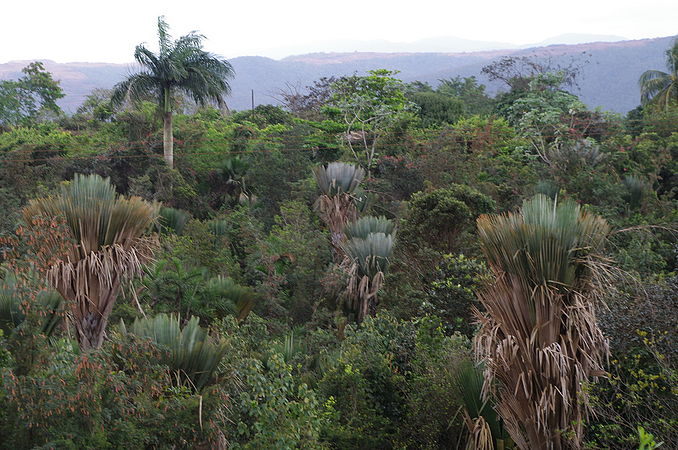 Copernicia rigida - Palmpedia - Palm Grower's Guide