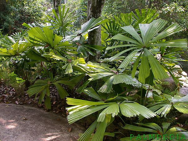 Licuala ramsayi - Palmpedia - Palm Grower's Guide