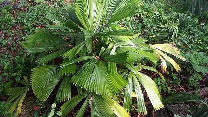 Licuala sarawakensis - Palmpedia - Palm Grower's Guide