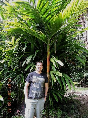 Areca macrocalyx var. 'Marie' - Palmpedia - Palm Grower's Guide