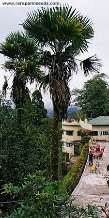 Trachycarpus latisectus - Palmpedia - Palm Grower's Guide