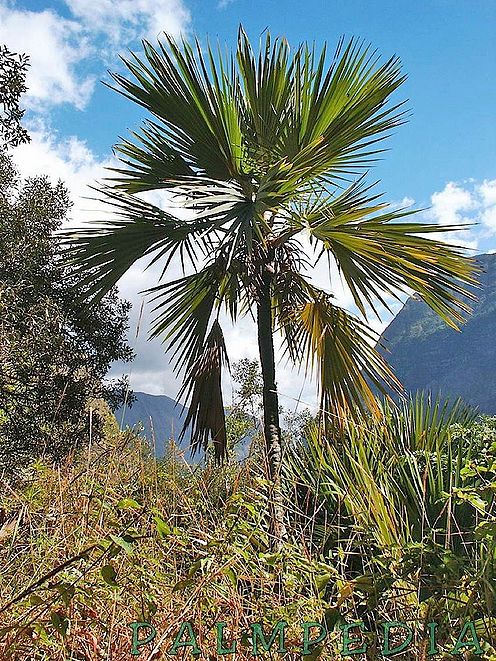 Latania lontaroides - Palmpedia - Palm Grower's Guide