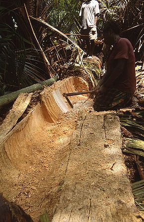 Metroxylon sagu - Palmpedia - Palm Grower's Guide