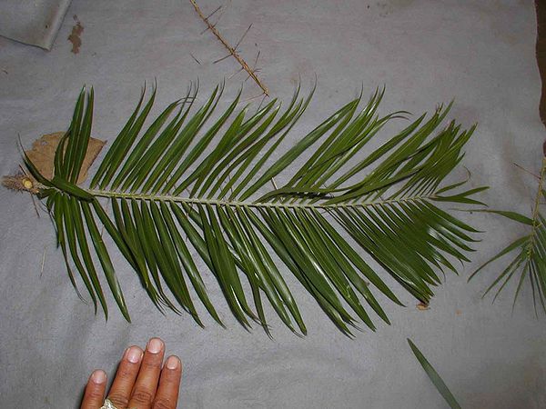 Bactris guineensis - Palmpedia - Palm Grower's Guide