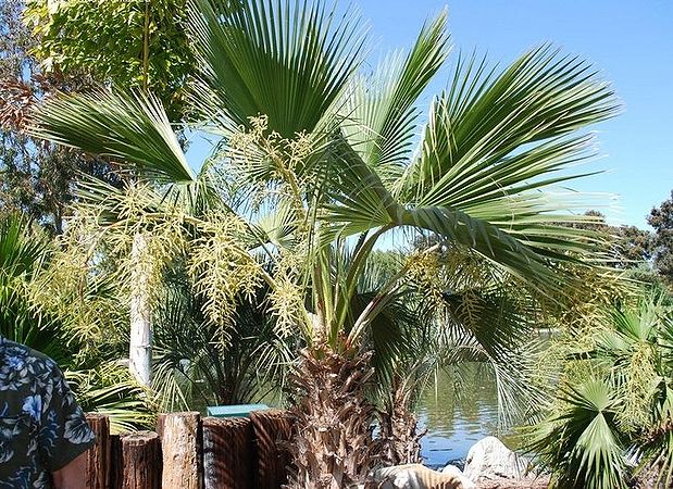 Brahea edulis - Palmpedia - Palm Grower's Guide