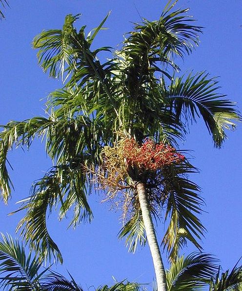 Carpentaria acuminata - Palmpedia - Palm Grower's Guide