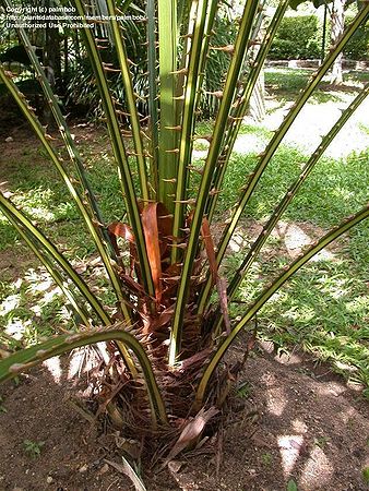 Pholidocarpus macrocarpus - Palmpedia - Palm Grower's Guide