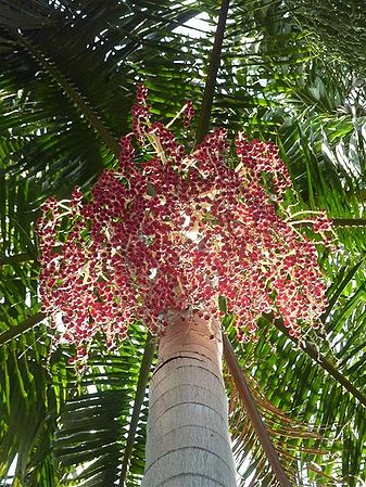 Carpentaria acuminata - Palmpedia - Palm Grower's Guide