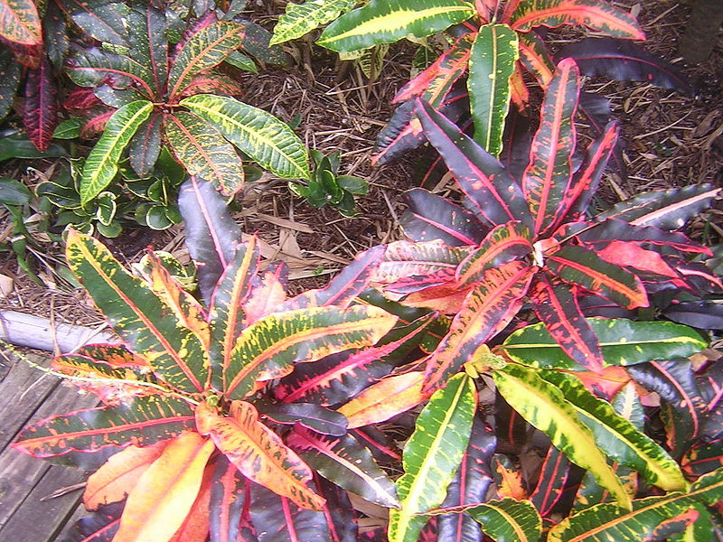 GENERAL MARSHALL - Palmpedia - Palm Grower's Guide