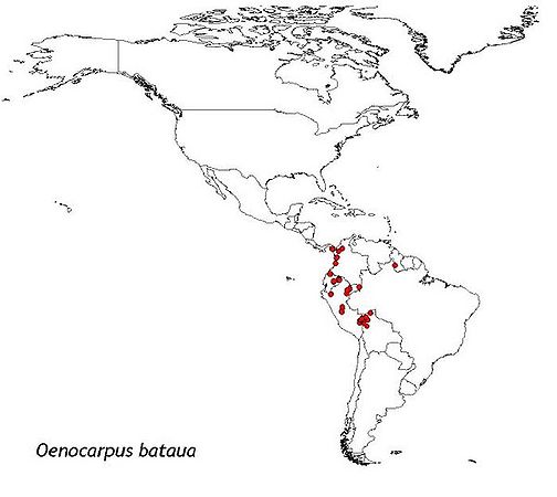 Oenocarpus bataua - Palmpedia - Palm Grower's Guide