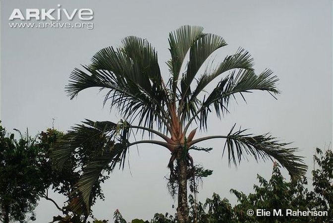 Orania trispatha - Palmpedia - Palm Grower's Guide