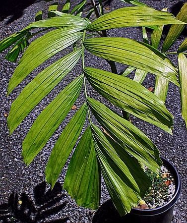 Balaka insularis - Palmpedia - Palm Grower's Guide