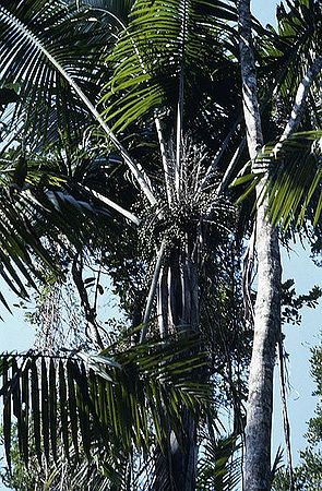 Ravenea lakatra - Palmpedia - Palm Grower's Guide