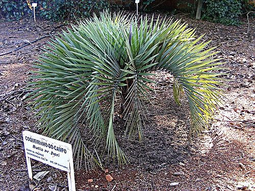 Butia archeri - Palmpedia - Palm Grower's Guide