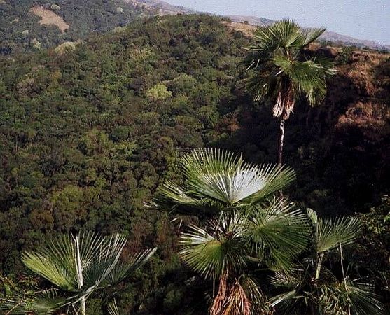 Trachycarpus martianus - Palmpedia - Palm Grower's Guide