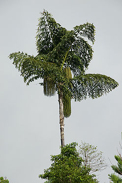 Caryota rumphiana - Palmpedia - Palm Grower's Guide