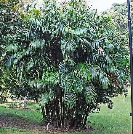 Bactris guineensis - Palmpedia - Palm Grower's Guide