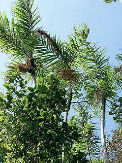 Bactris plumeriana - Palmpedia - Palm Grower's Guide