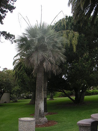 Brahea armata - Palmpedia - Palm Grower's Guide