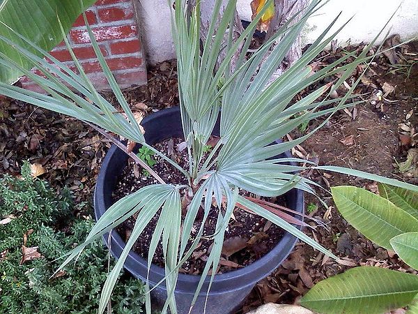 Brahea aculeata - Palmpedia - Palm Grower's Guide