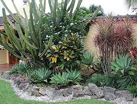 COSTA RICAN CROTON PICTURES - Palmpedia - Palm Grower's Guide