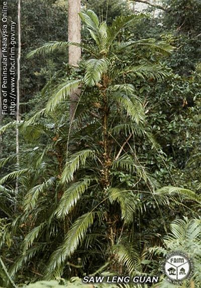 Calamus peregrinus - Palmpedia - Palm Grower's Guide