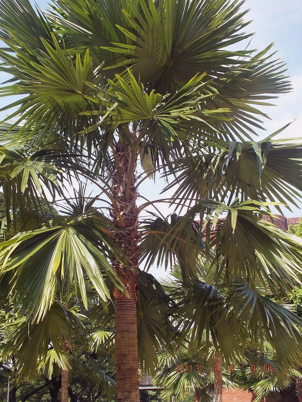 Dypsis lutescens var. 'super dwarf' - Palmpedia - Palm Grower's Guide