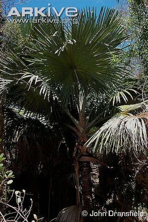 Tahina spectabilis - Palmpedia - Palm Grower's Guide
