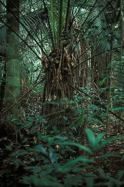 Leopoldinia piassaba - Palmpedia - Palm Grower's Guide