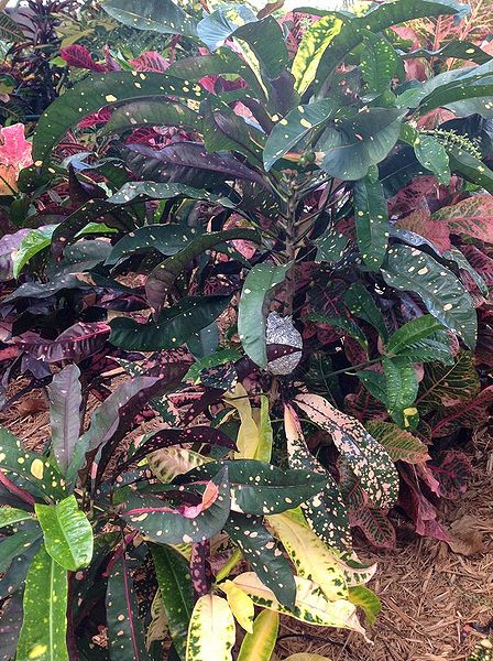 LEOPARDIA - Palmpedia - Palm Grower's Guide