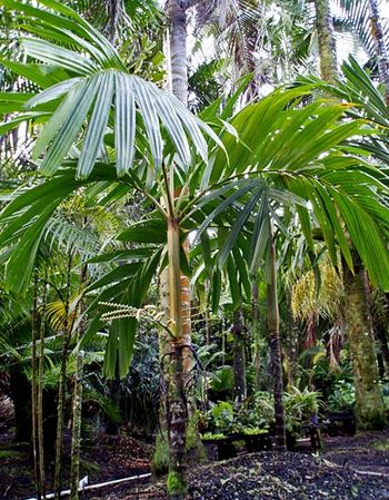 Pinanga javana - Palmpedia - Palm Grower's Guide