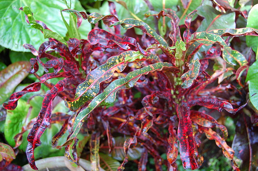 RED SPIDER - Palmpedia - Palm Grower's Guide