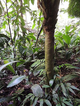 Sabinaria magnifica - Palmpedia - Palm Grower's Guide