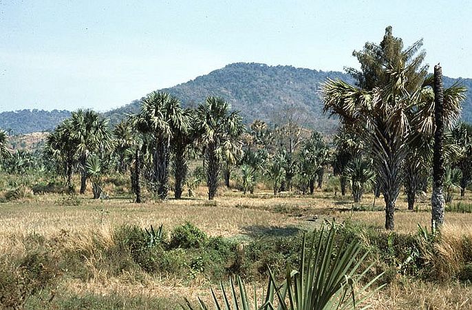 Corypha lecomtei - Palmpedia - Palm Grower's Guide