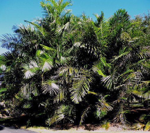 Arenga australasica - Palmpedia - Palm Grower's Guide
