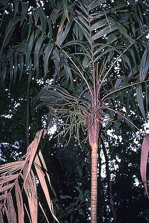 Geonoma undata - Palmpedia - Palm Grower's Guide