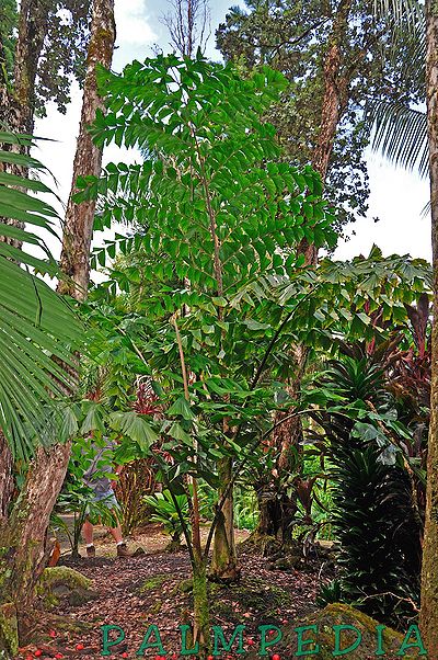 Caryota ophiopellis - Palmpedia - Palm Grower's Guide