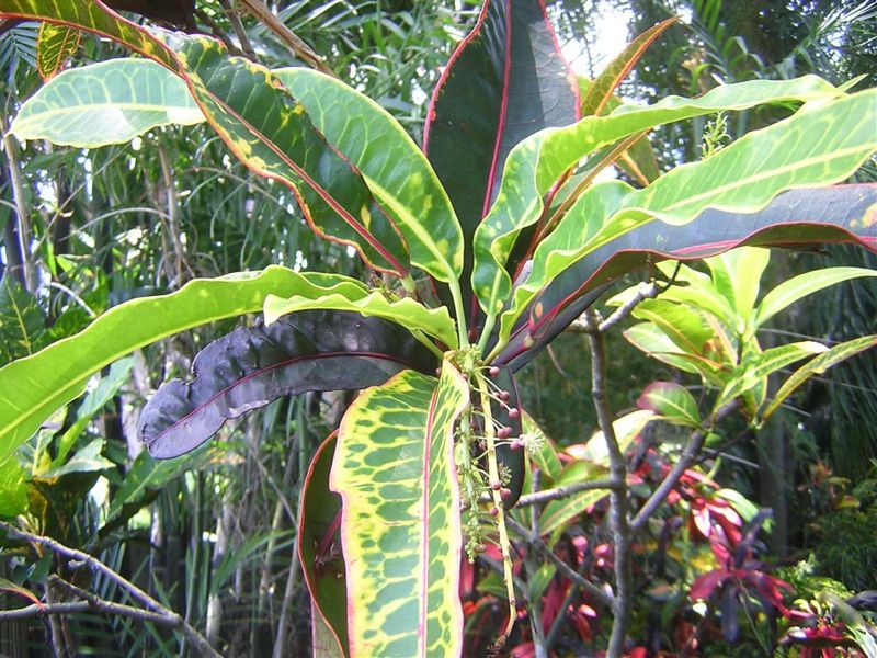 CHIEF - Palmpedia - Palm Grower's Guide