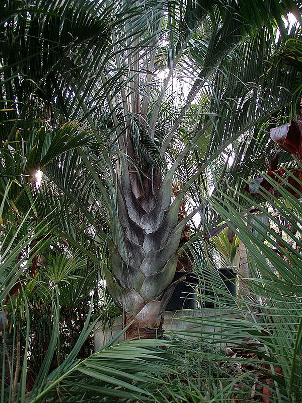 Chrysalidocarpus decaryi - Palmpedia - Palm Grower's Guide