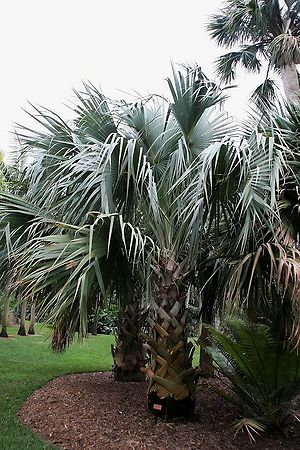 Sabal maritima - Palmpedia - Palm Grower's Guide