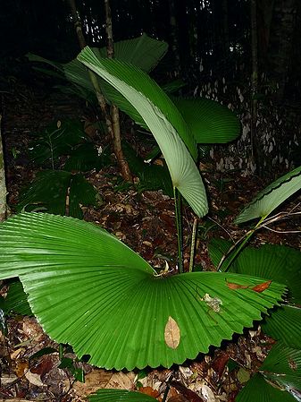 Licuala orbicularis - Palmpedia - Palm Grower's Guide